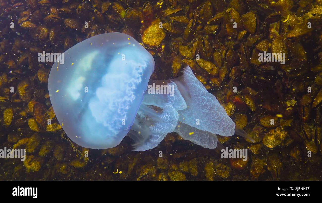 Ugly jellyfish. Close-up of the tentacles. Floating in the thickness ...
