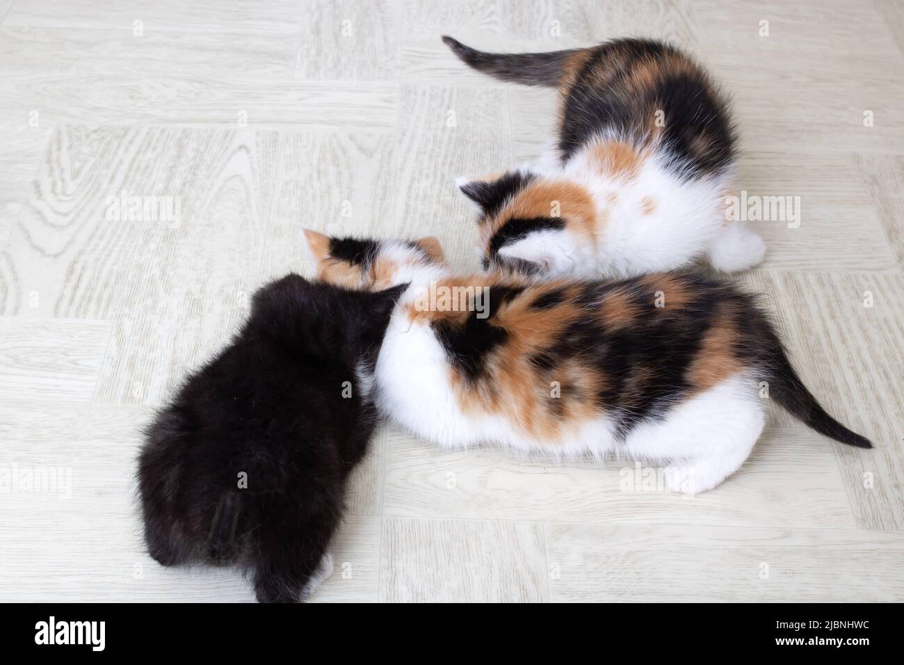 Three little kittens on the floor close up Stock Photo - Alamy