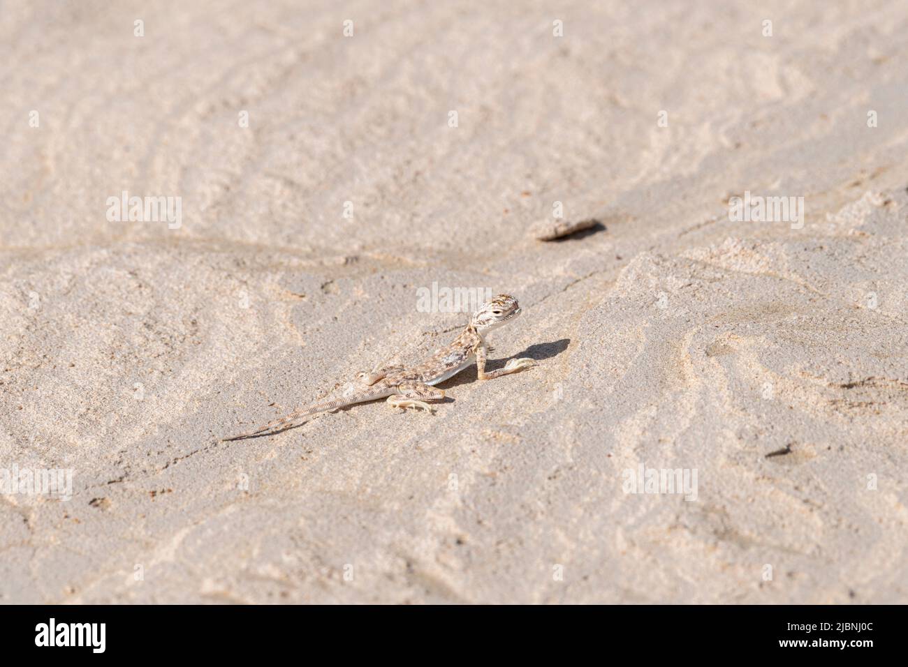 Lizard standing in the sand, Desert of the United Arab Emirates, Middle ...