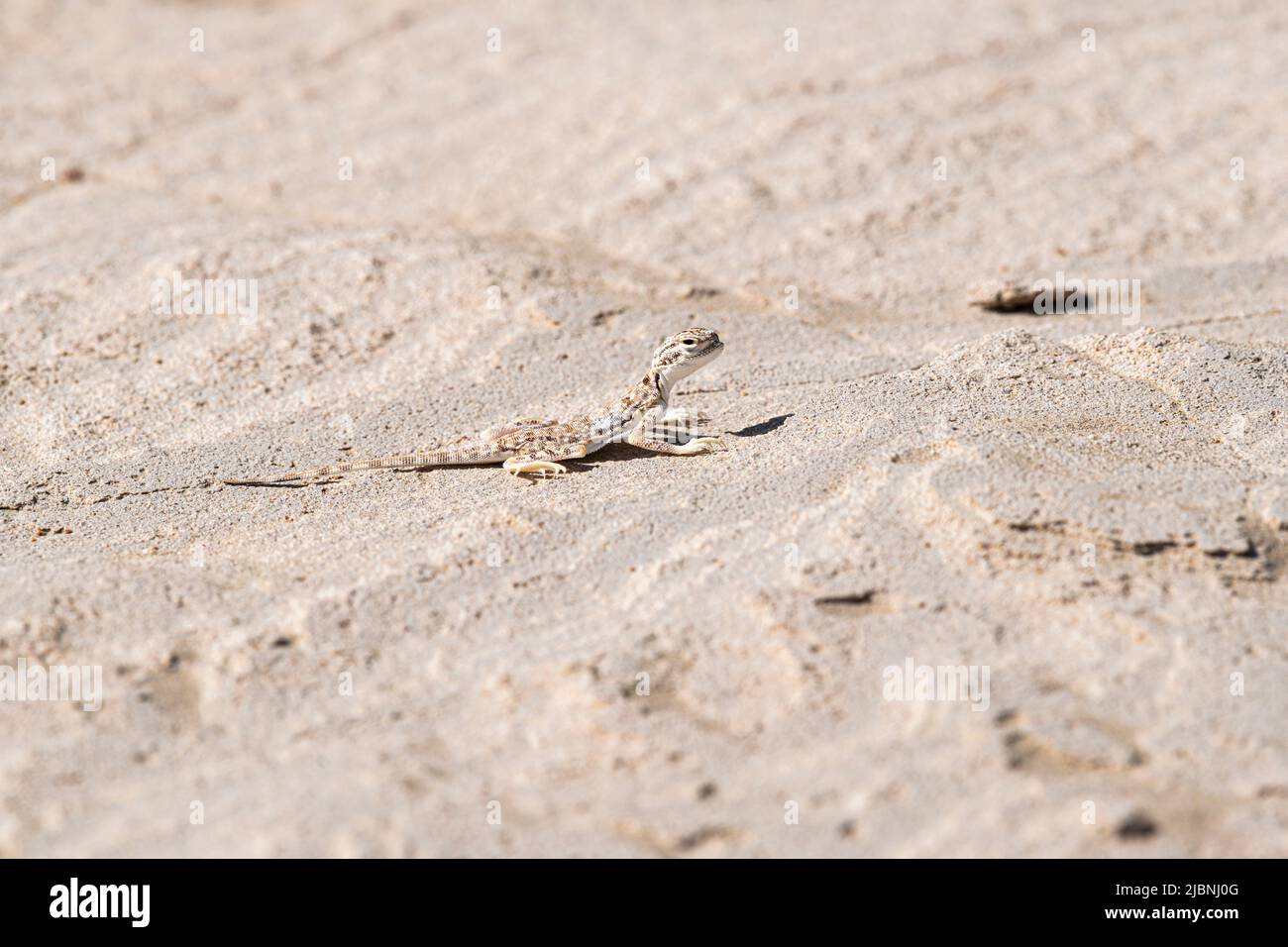 Lizard standing in the sand, Desert of the United Arab Emirates, Middle ...