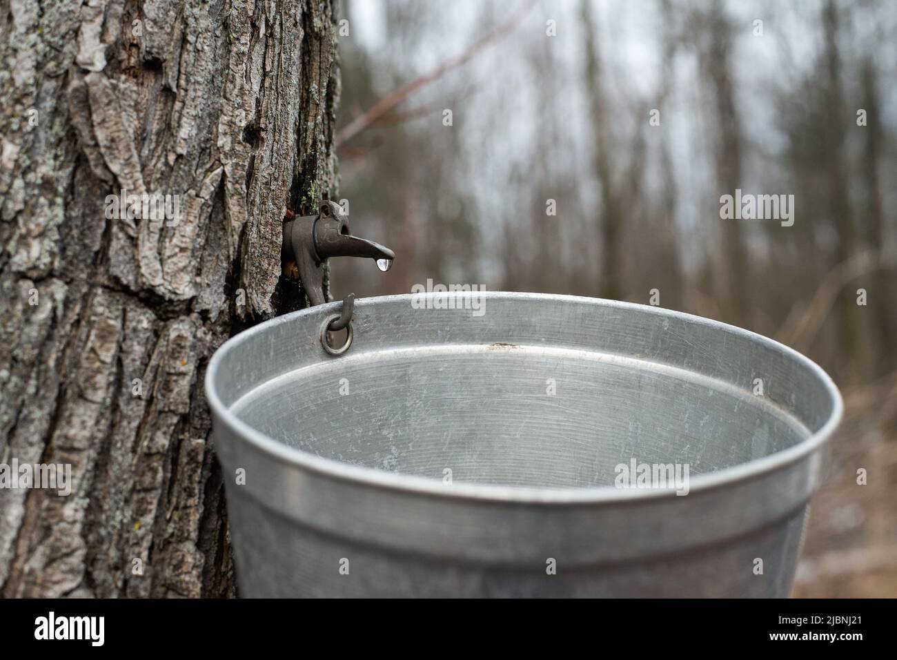 Maple Tree Taps And Buckets at Fred Rollins blog