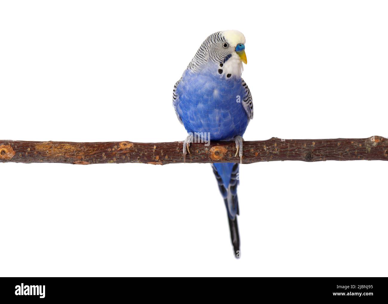 Blue budgie isolated on white background. Budgerigars bird or wavy ...