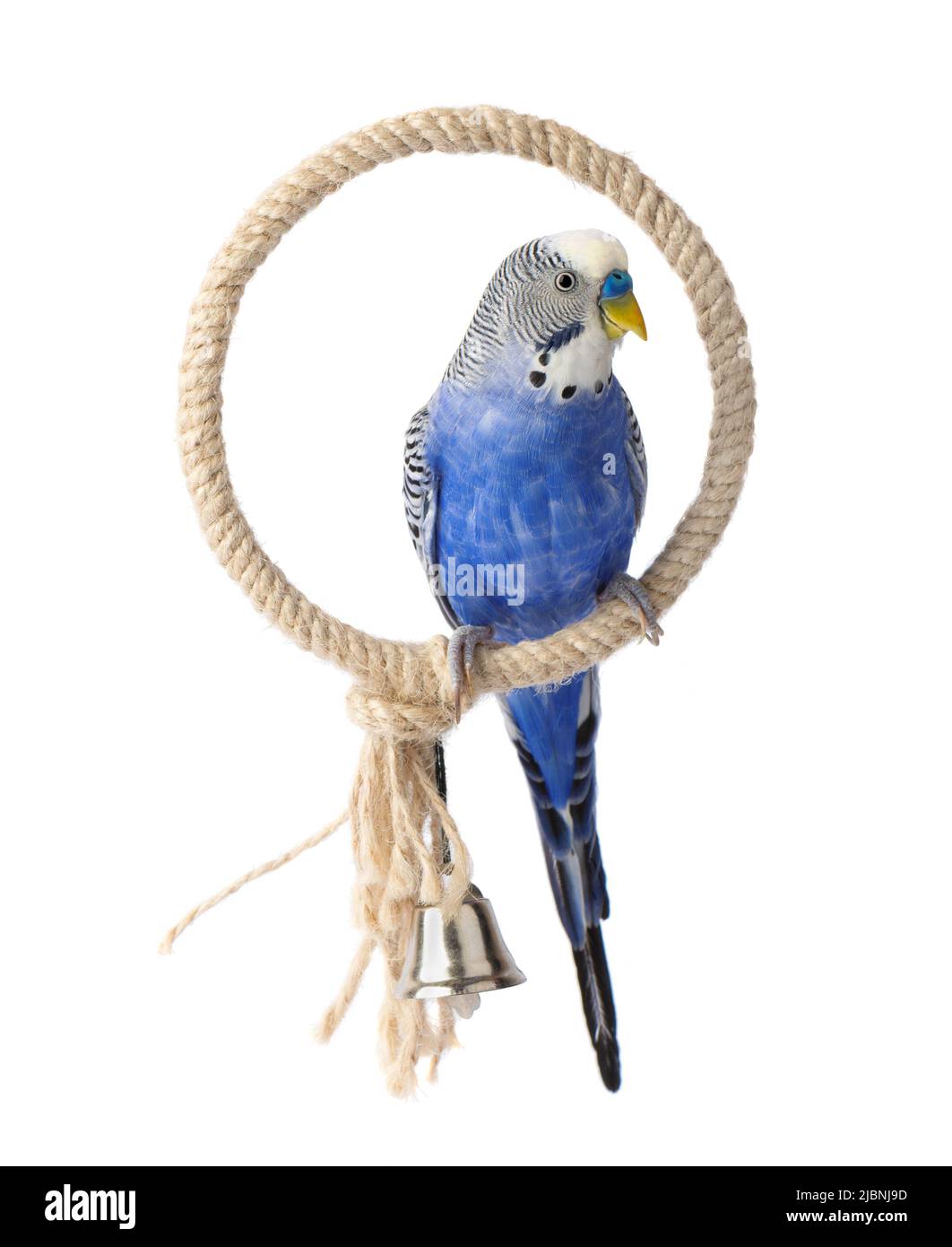 Blue budgie isolated on white background. Budgerigars bird or wavy ...