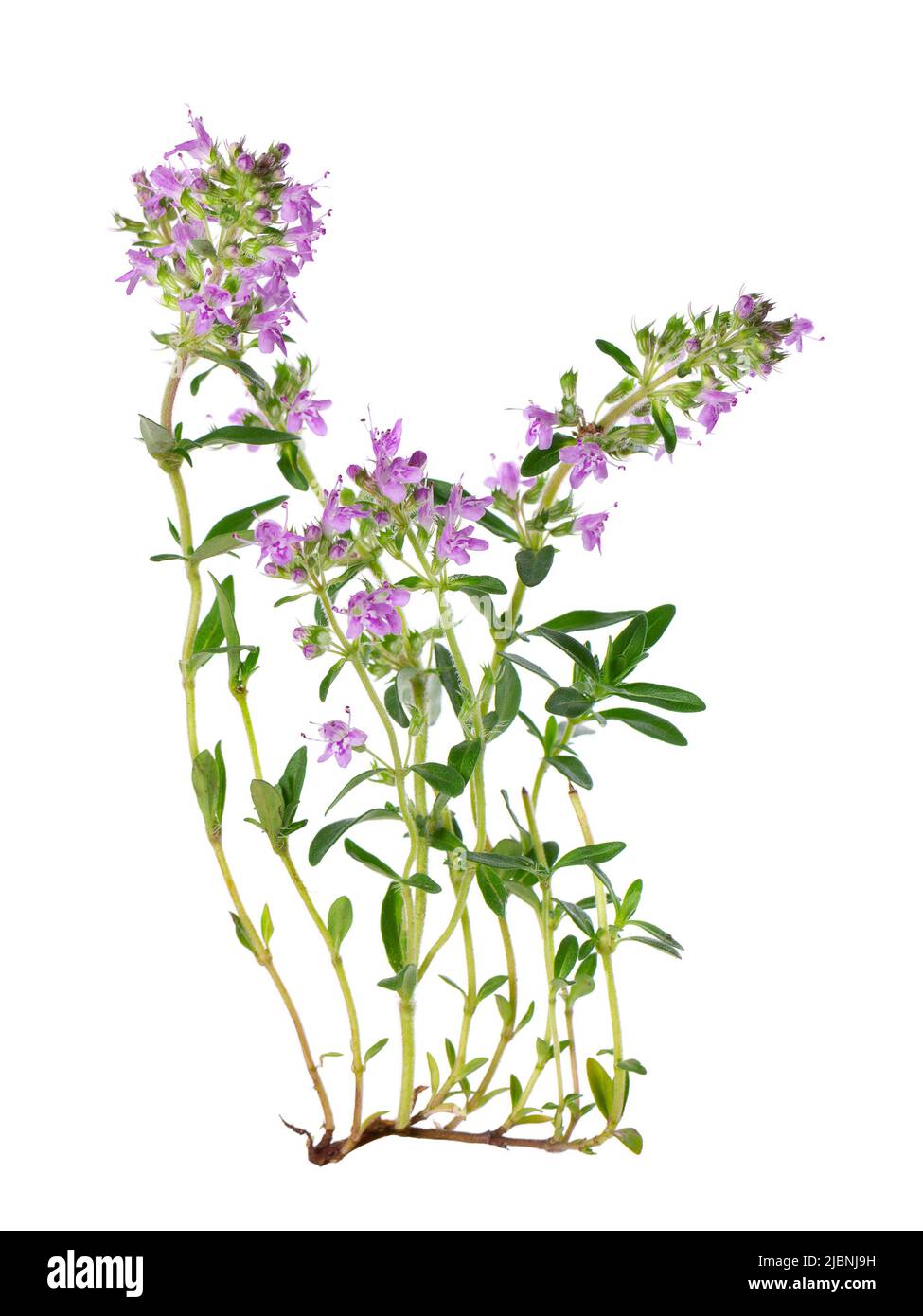 Wild thyme flowers, isolated on white background. Blooming sprigs of ...