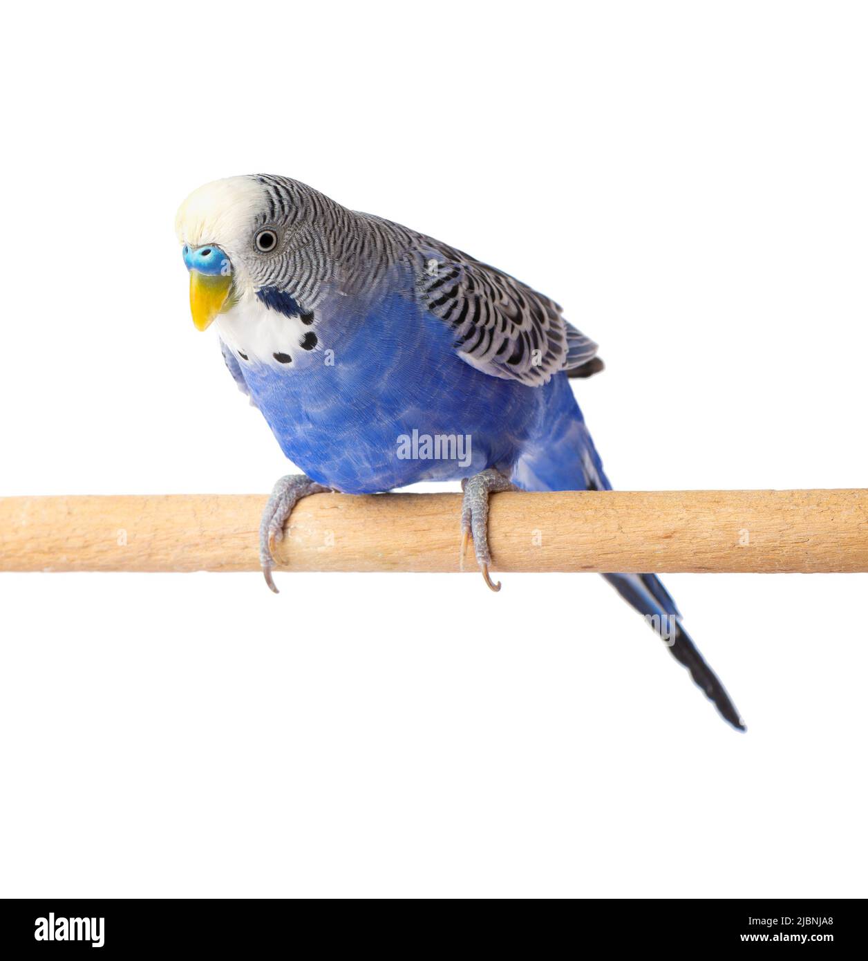 Blue budgie isolated on white background. Budgerigars bird or wavy ...