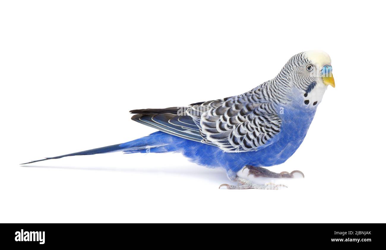 Blue budgie isolated on white background. Budgerigars bird or wavy ...