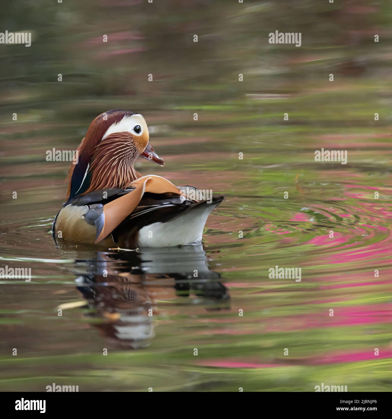 Male mandarin duck swimming in pond with the colourful reflection of ...
