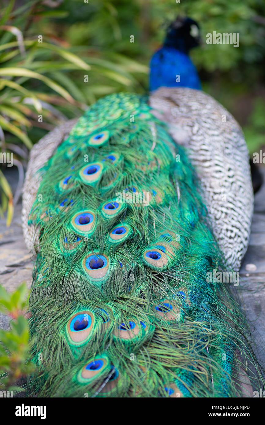 Beautiful colours of a peacock on display Stock Photo - Alamy