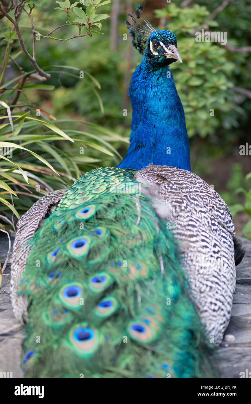 Beautiful colours of a peacock on display Stock Photo - Alamy