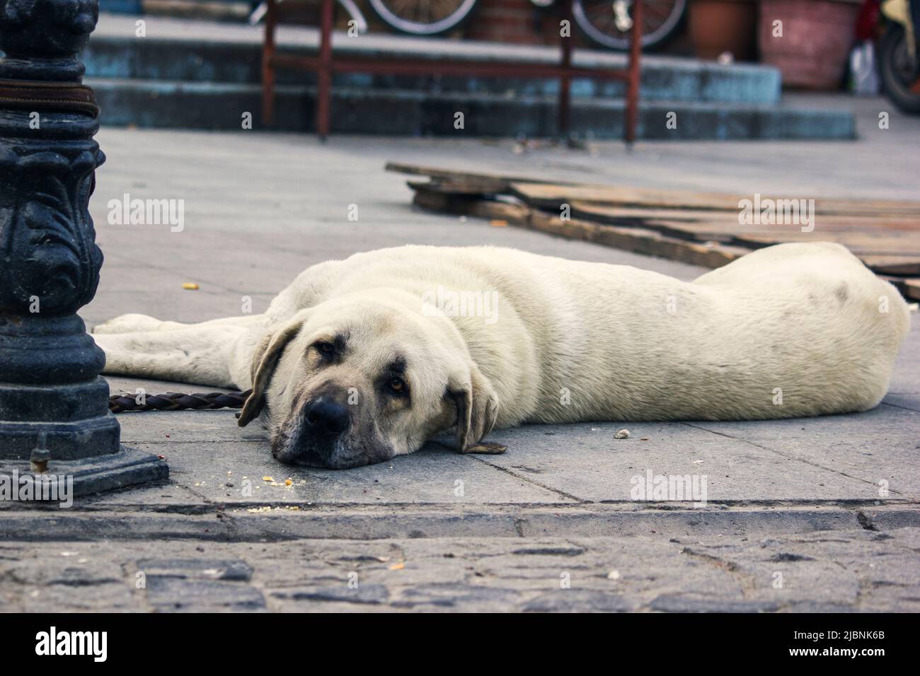 Sad homeless dog on street hi-res stock photography and images - Alamy