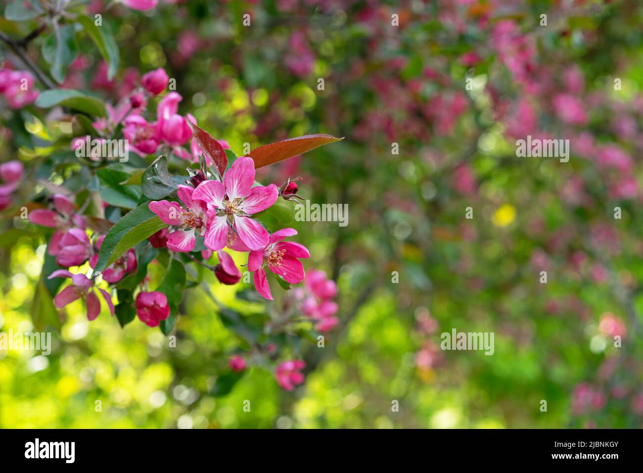 Apple tree with pink flowers in a spring garden. Pink-red ...