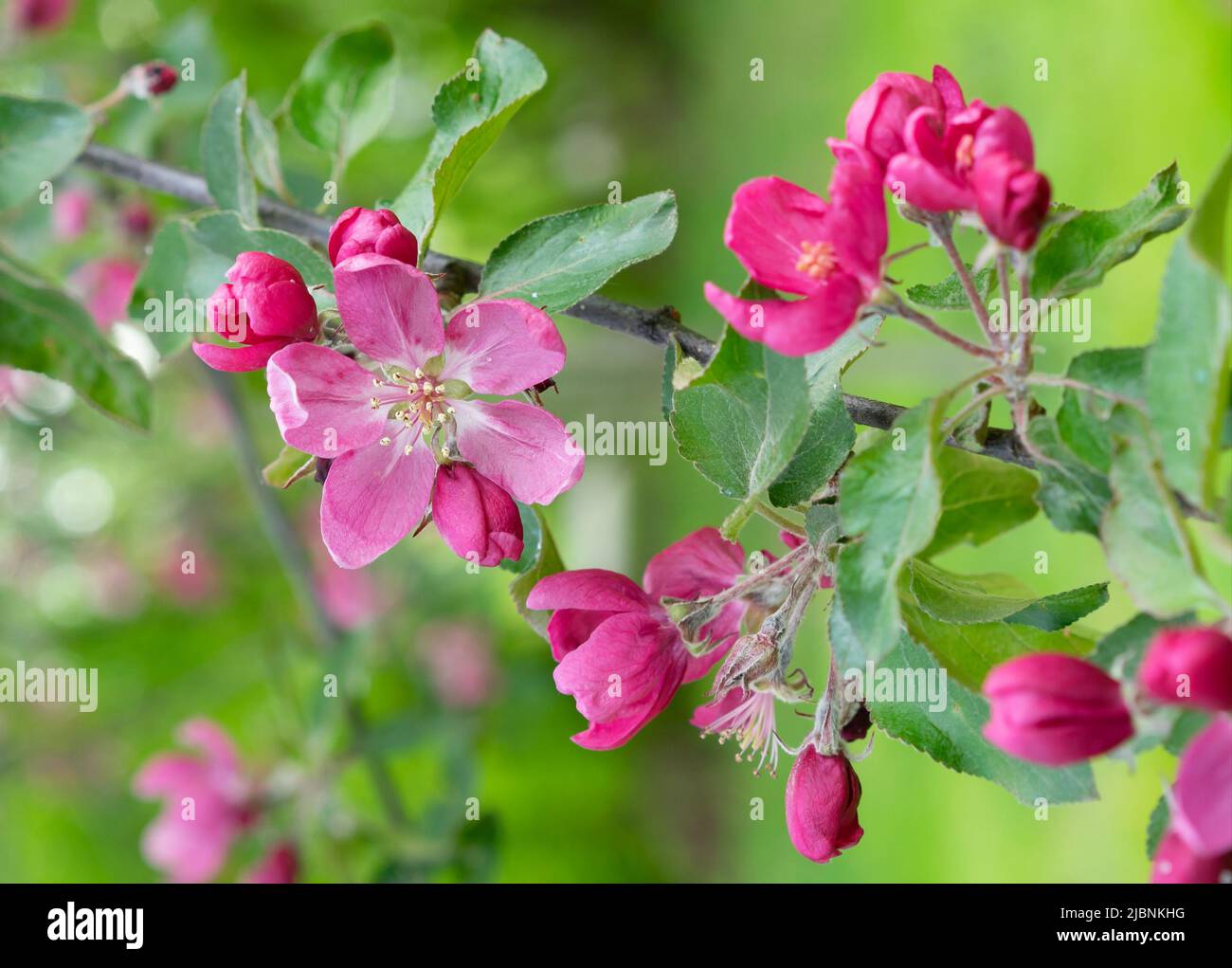 Apple tree with pink flowers in a spring garden. Pink-red ...