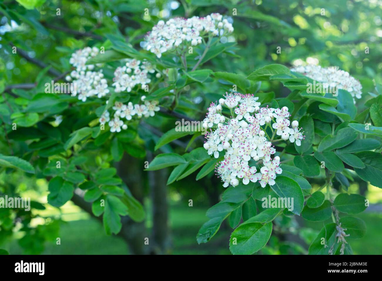 Fluffy white rowan flowers. Mountain ash. Flowering rowan in spring ...