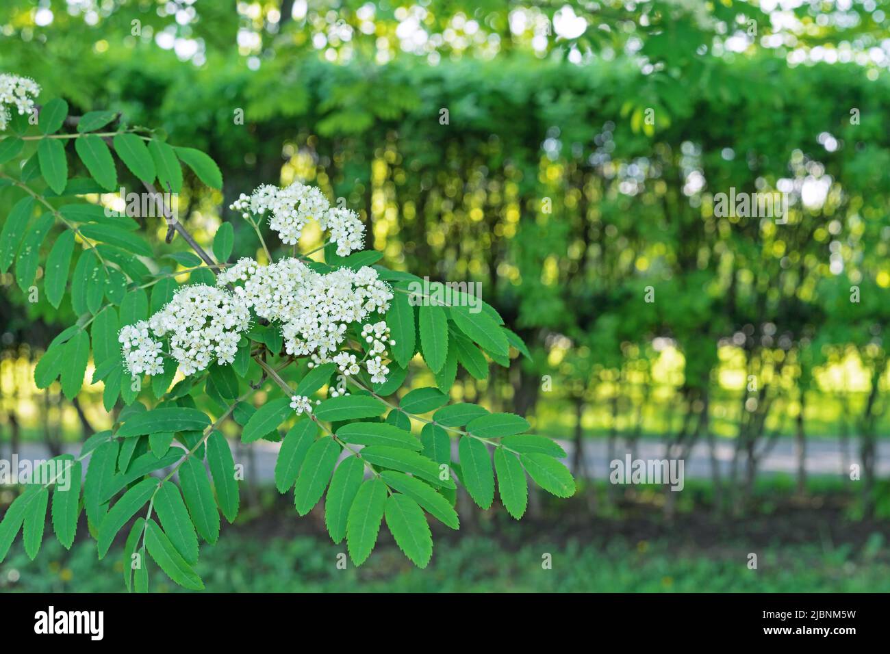 Fluffy white rowan flowers. Mountain ash. Flowering rowan in spring ...
