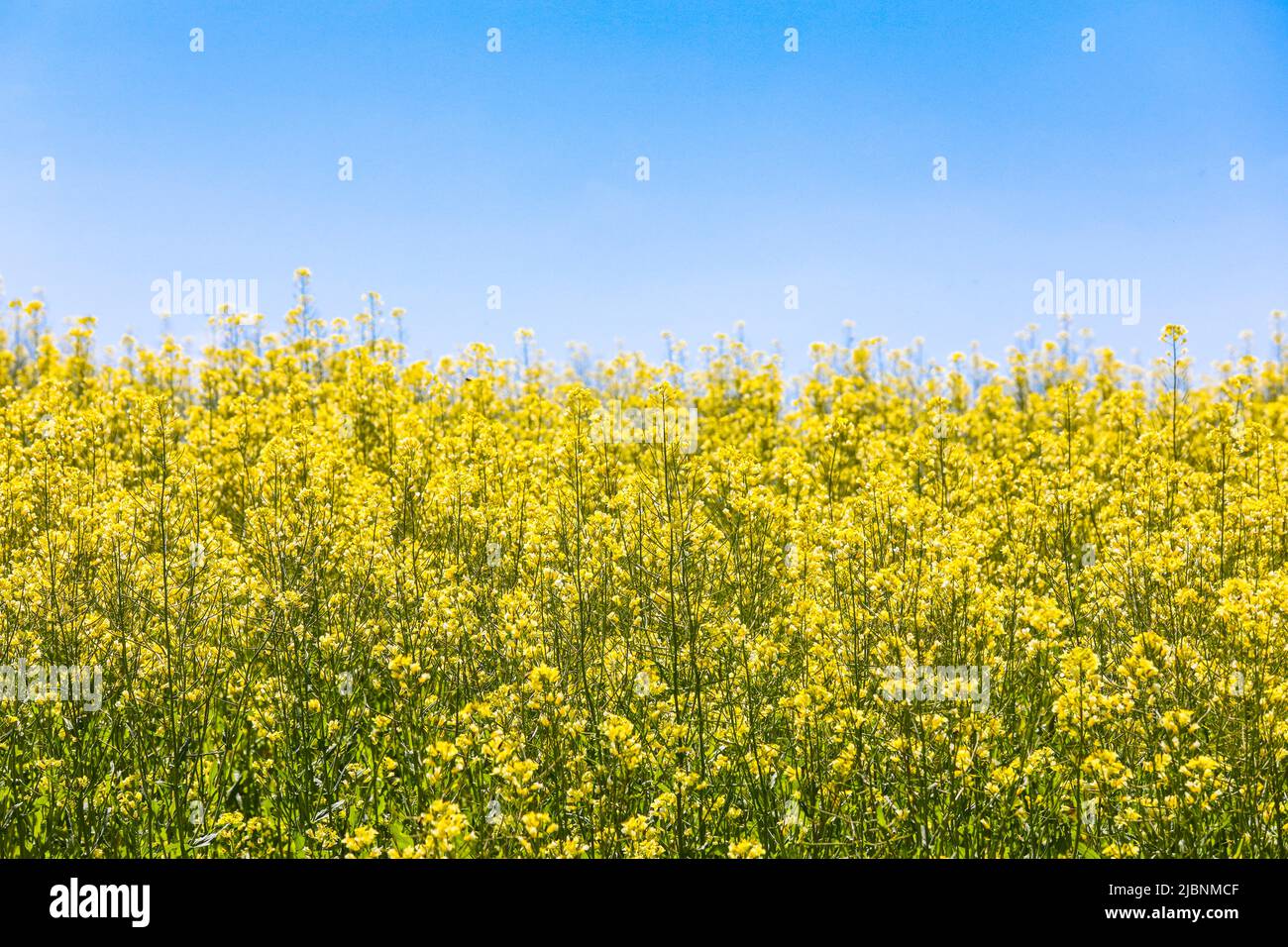 Growing rape seed against a blue sky, Ayrshire, UK Stock Photo - Alamy