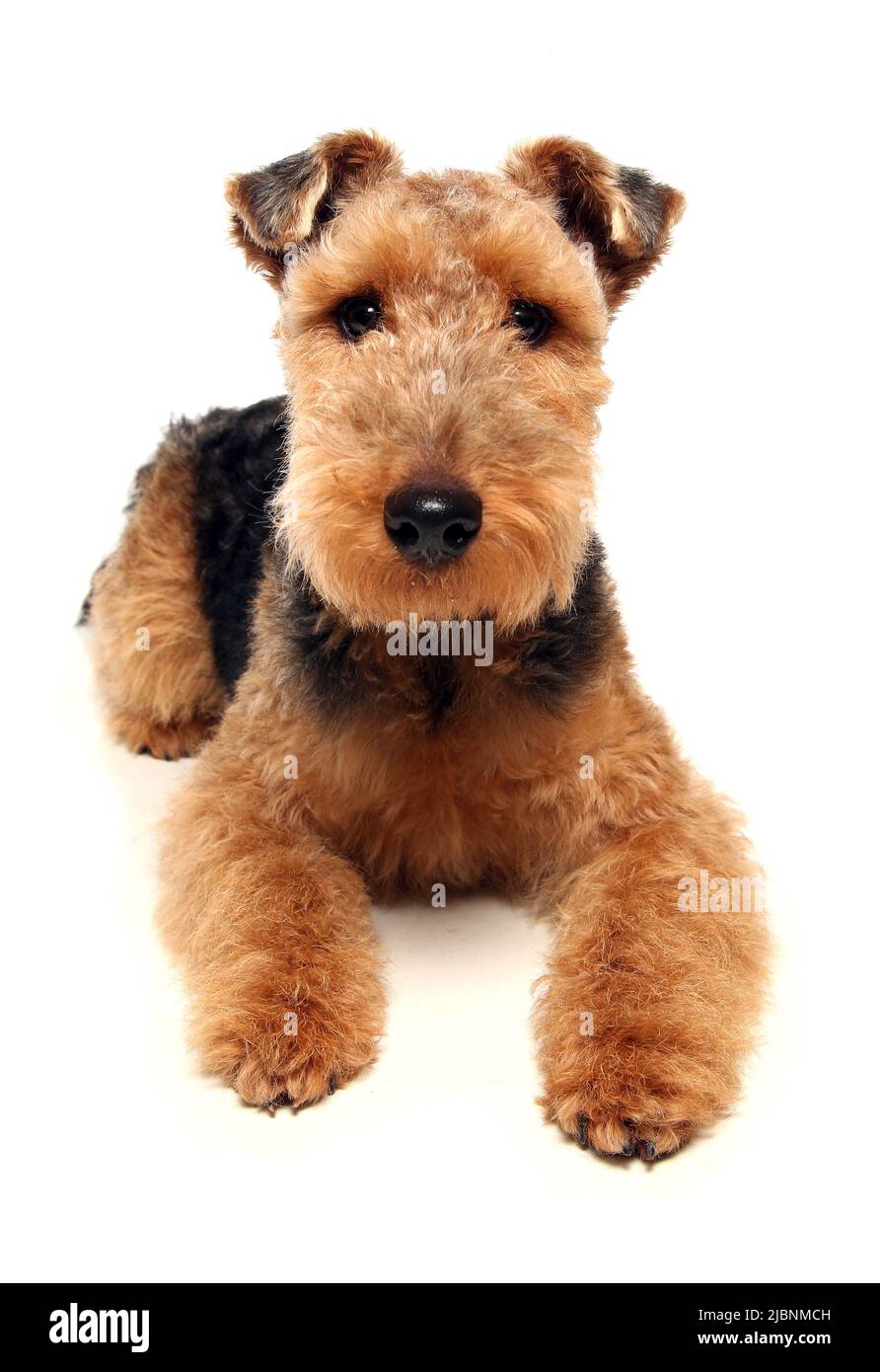 Airedale terrier dog laying isolated on a white background Stock Photo ...