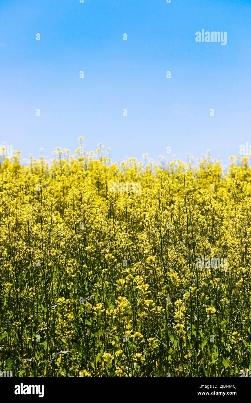 Growing rape seed against a blue sky, Ayrshire, UK Stock Photo - Alamy