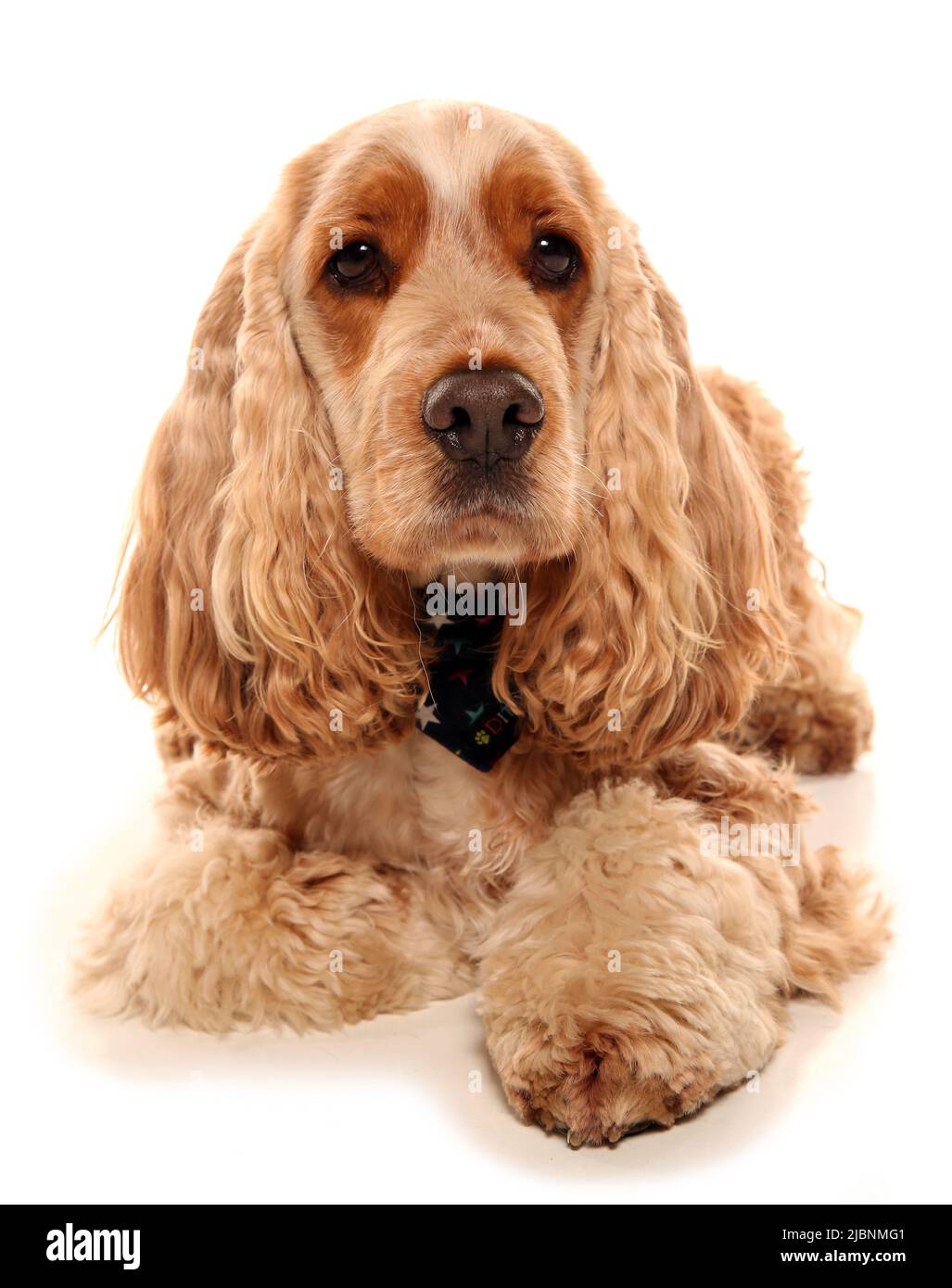 Happy cocker spaniel on white hi-res stock photography and images - Alamy