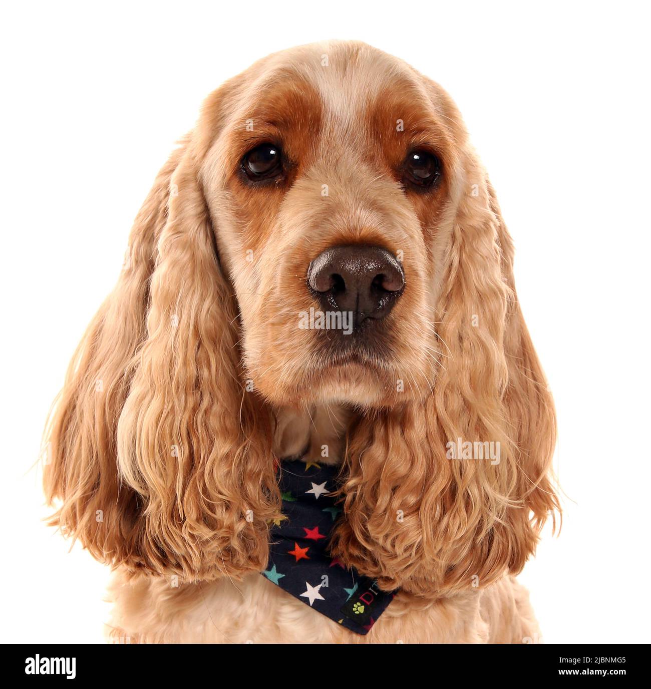 Dog face portrait hi-res stock photography and images - Alamy