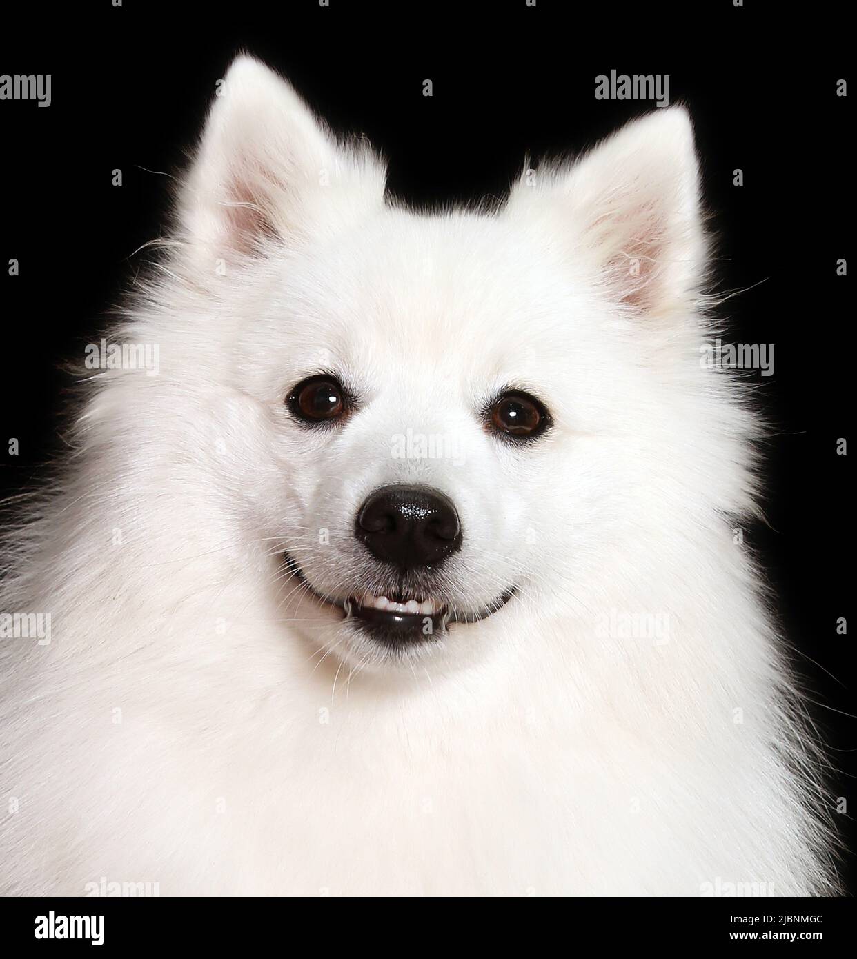 White Japanese Spitz dog on a black background Stock Photo - Alamy