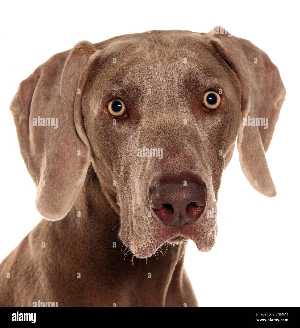 Weimaraner dog portrait isolated on a white background Stock Photo - Alamy