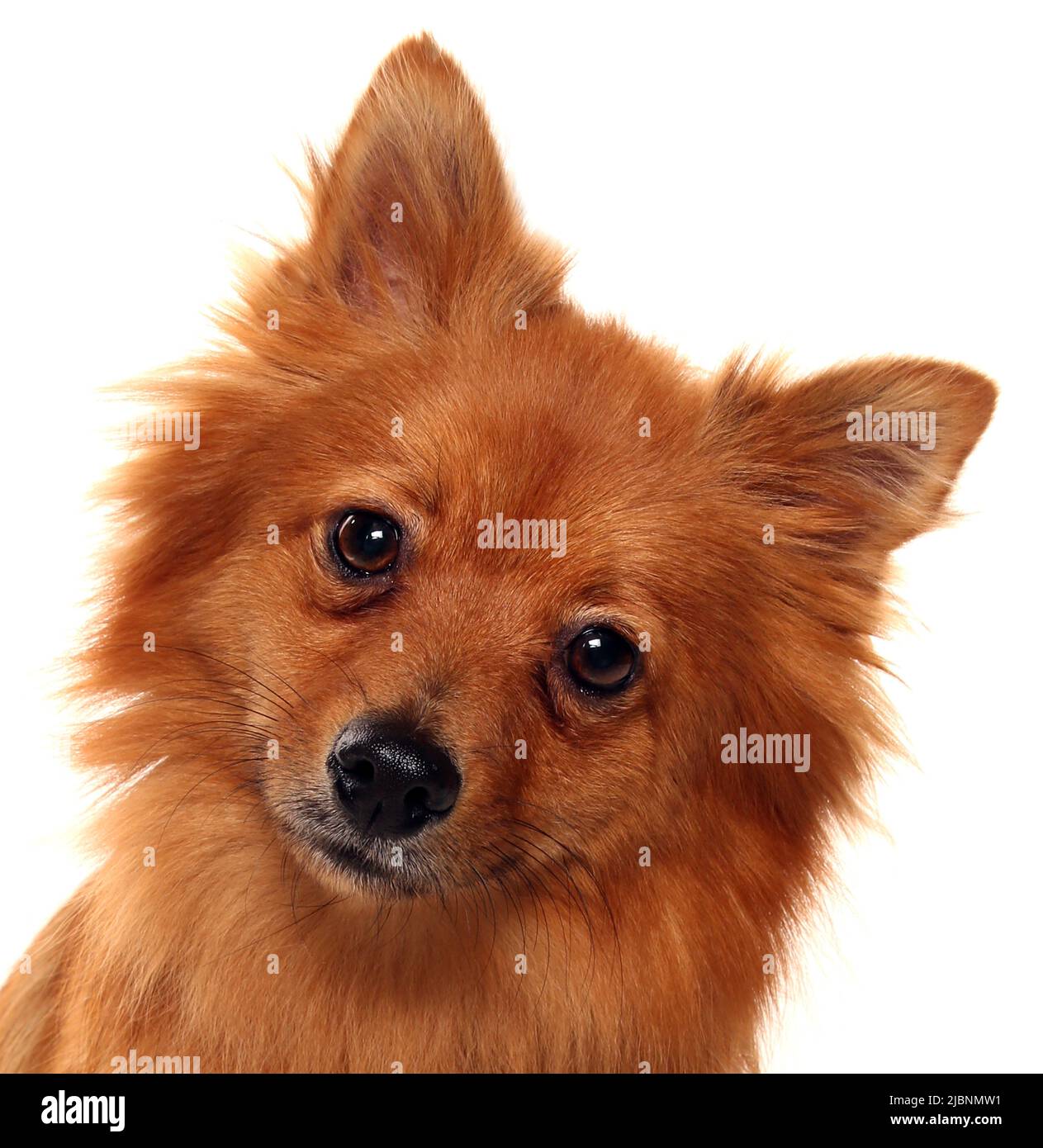 White Finnish Spitz Dog