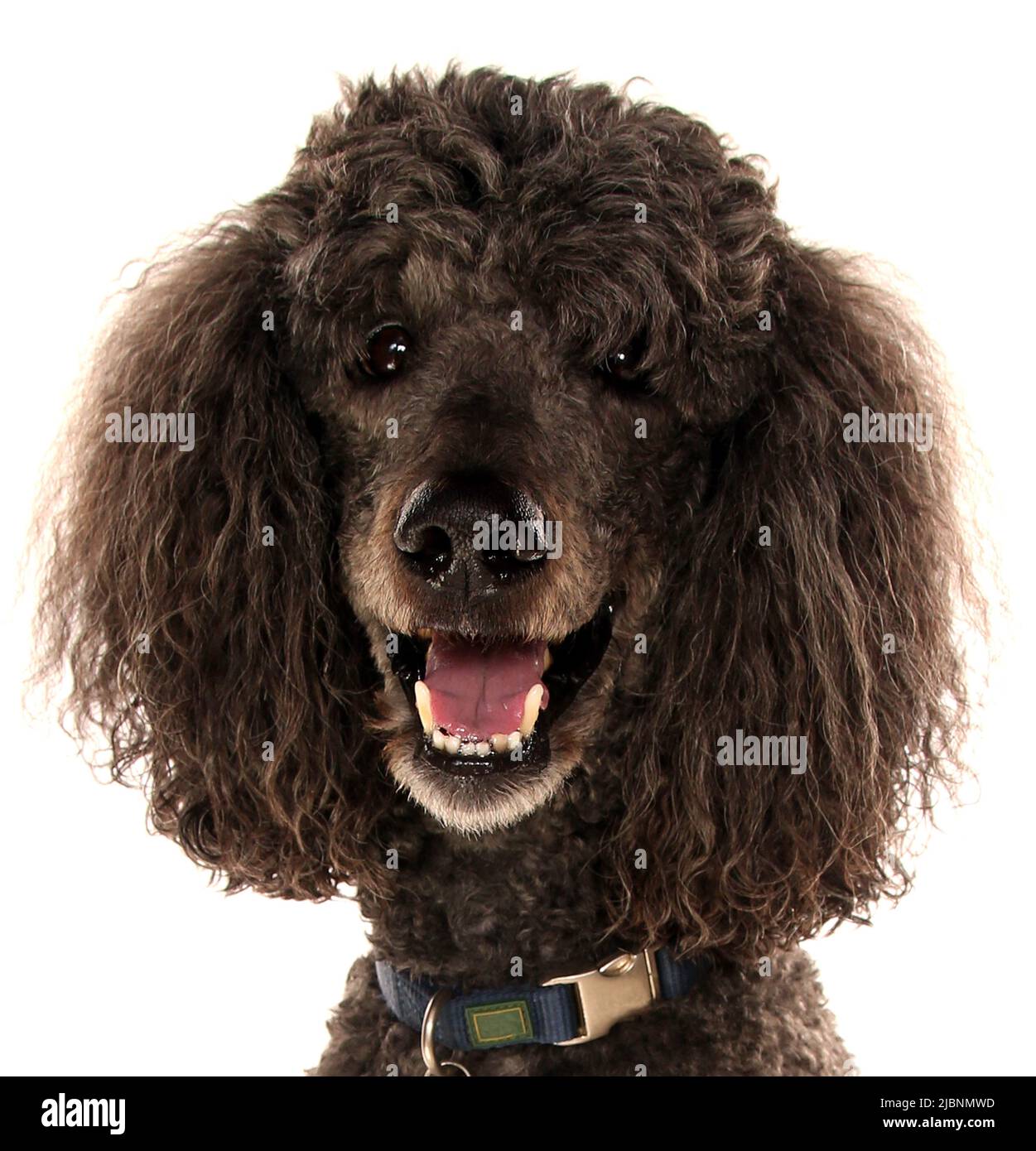 giant poodle portrait isolated on a white background Stock Photo - Alamy