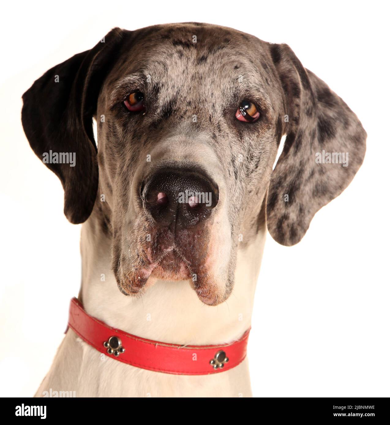Great dane dog portrait isolated on a white background Stock Photo - Alamy