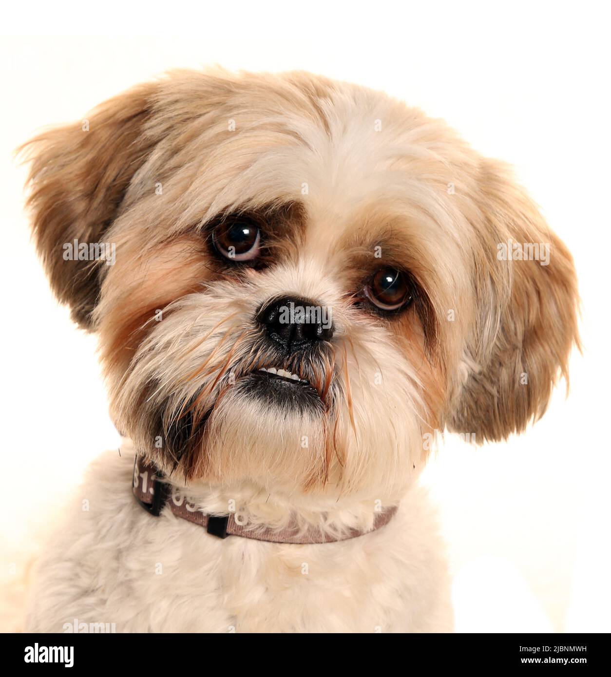 Lhasa apso dog portrait isolated on a white background Stock Photo - Alamy