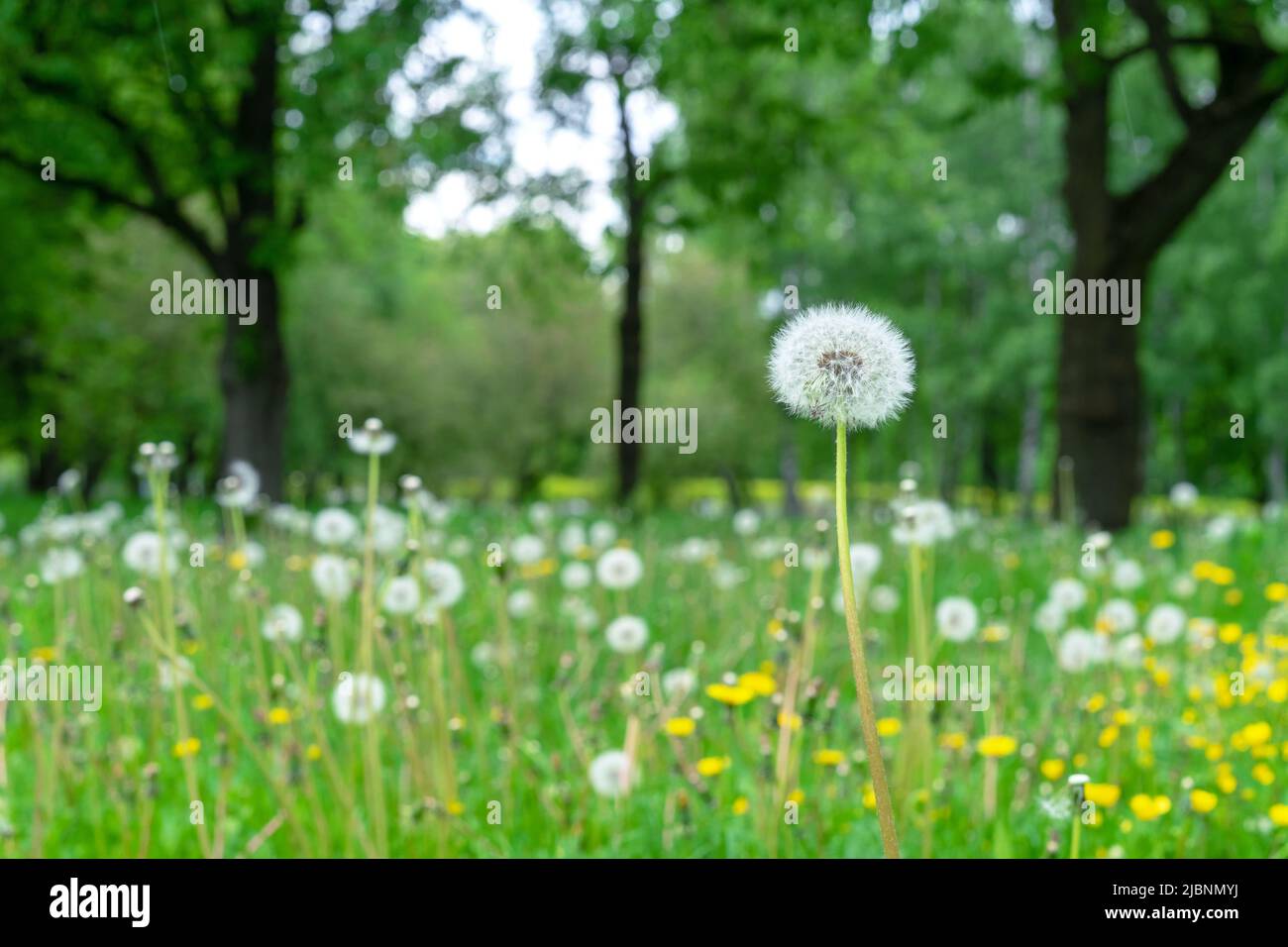 Dandelions life cycle hi-res stock photography and images - Alamy