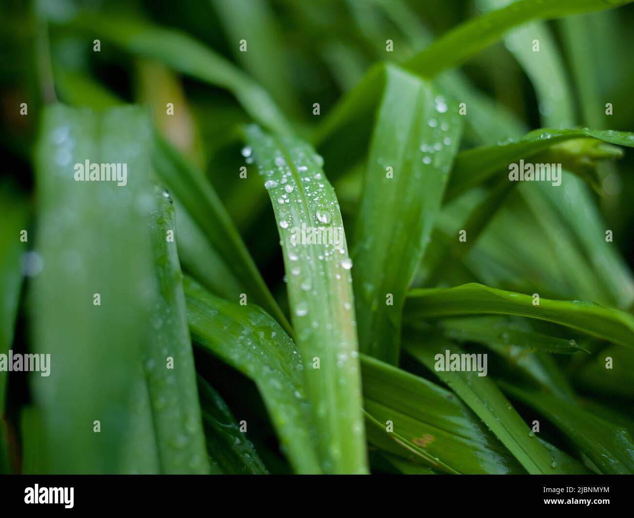 Vegetation texture hi-res stock photography and images - Alamy