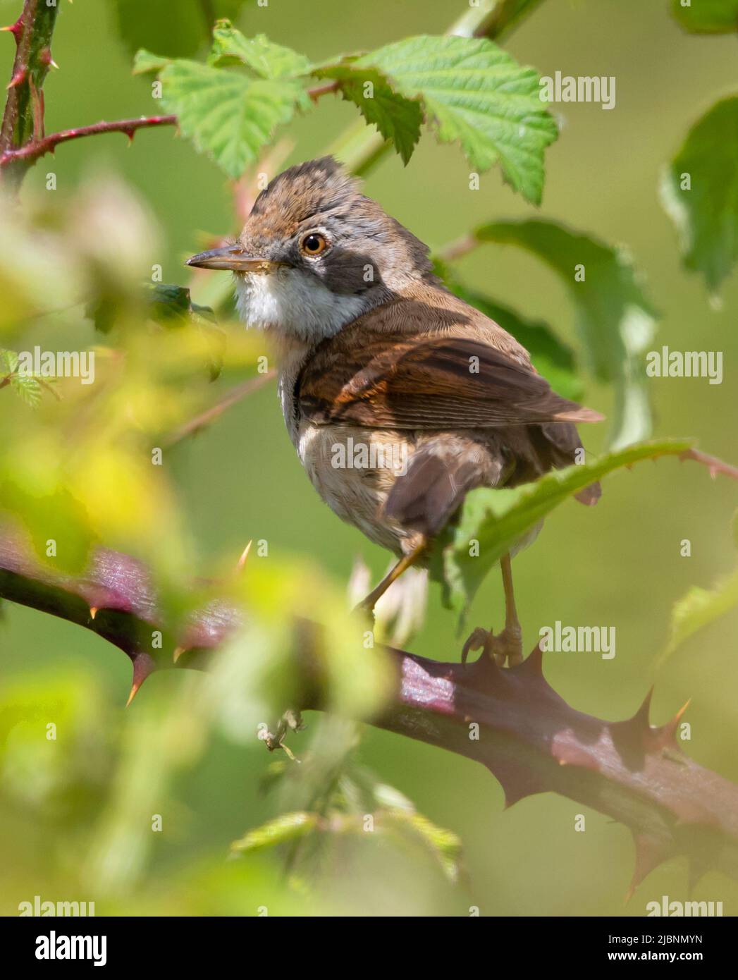 Common Whitethroat in a bramble patch Cotswold Hills Gloucestershire ...