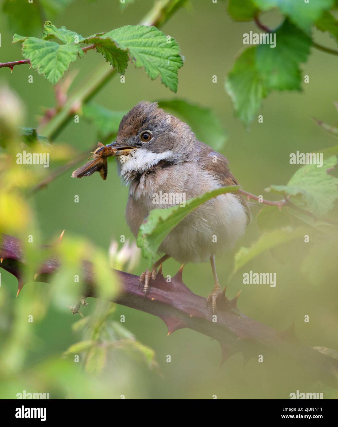 Common Whitethroat in a bramble patch Cotswold Hills Gloucestershire ...