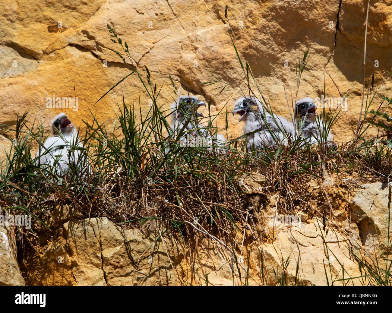 Peregrine Falcon chicks in a quarry Cotswold Hills Gloucestershire UK ...