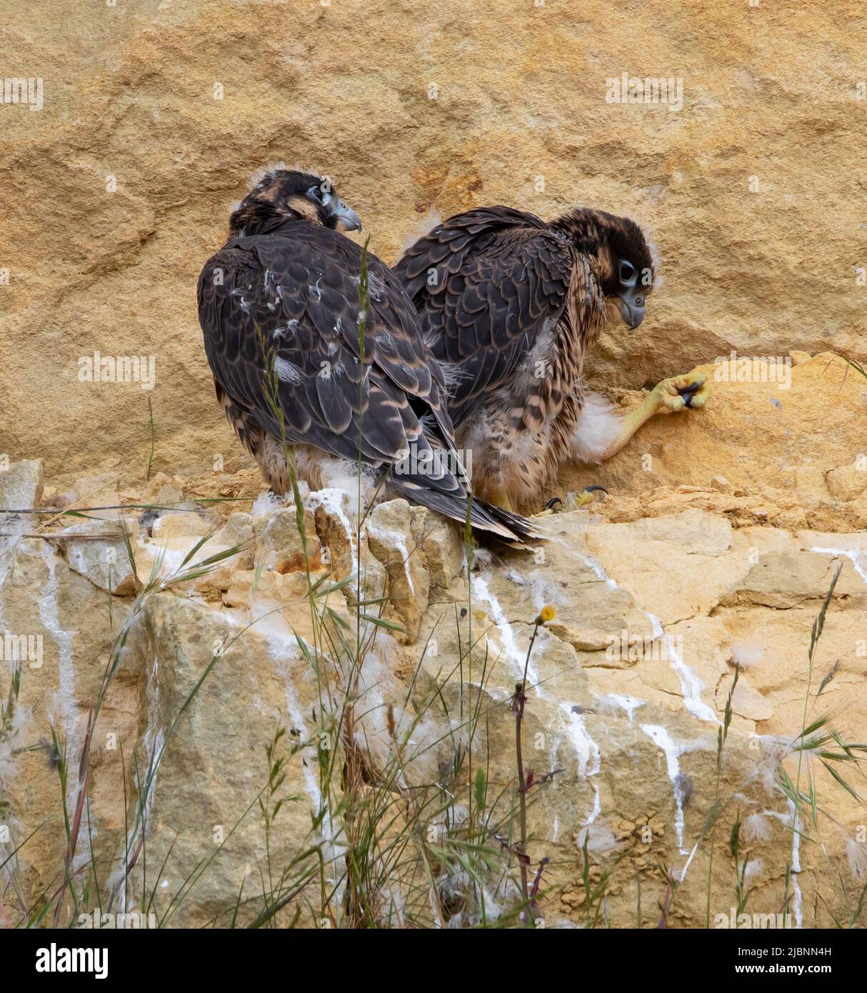 Peregrine falcon chicks uk hi-res stock photography and images - Alamy