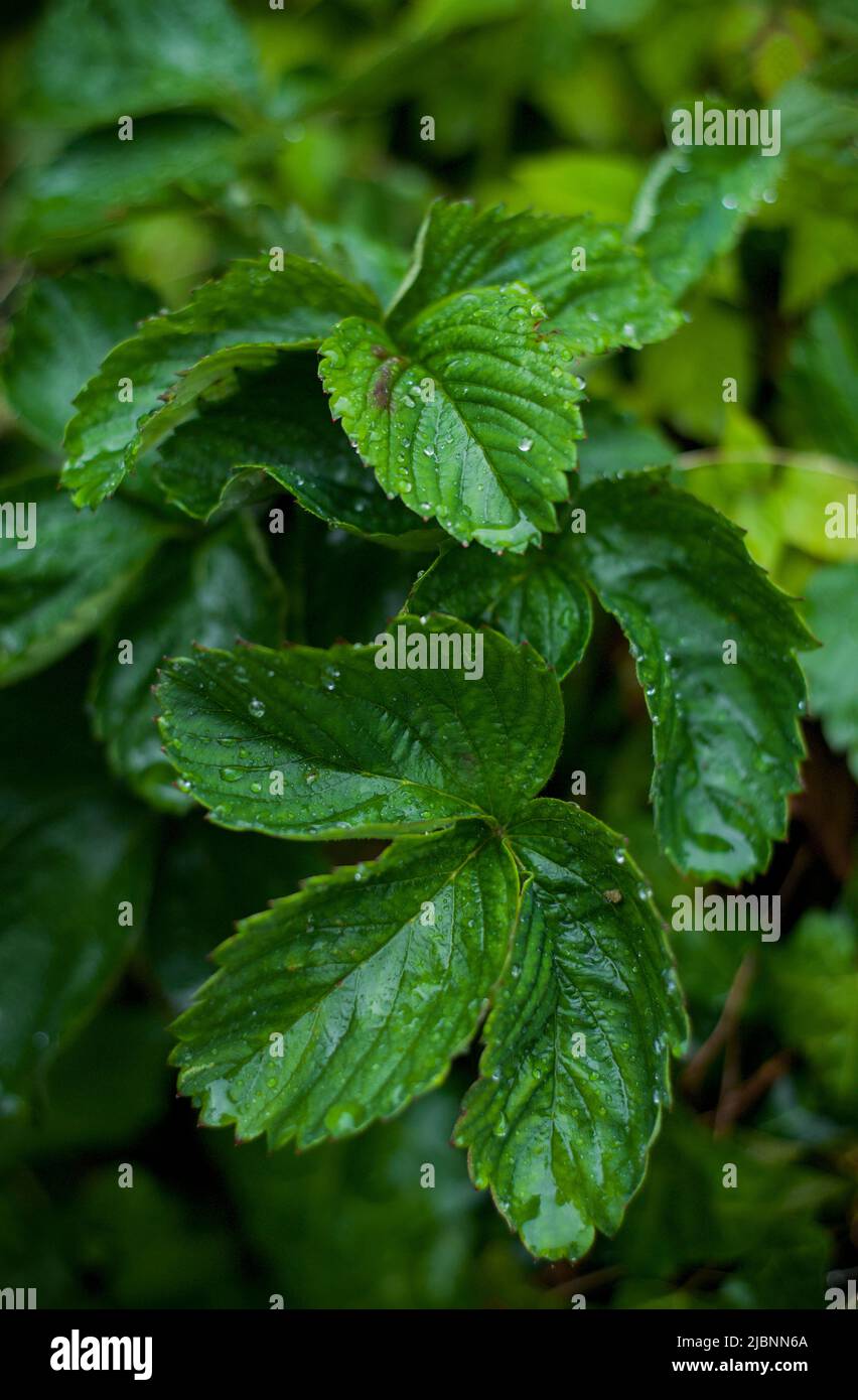 Strawberry plant leaves after rainfall Stock Photo - Alamy