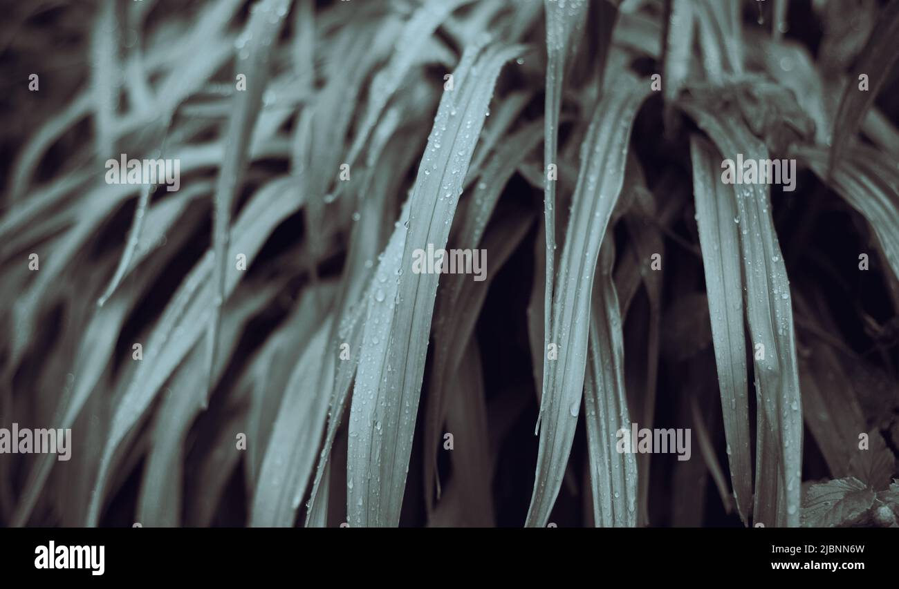 Grass with sharp leaves hi-res stock photography and images - Alamy