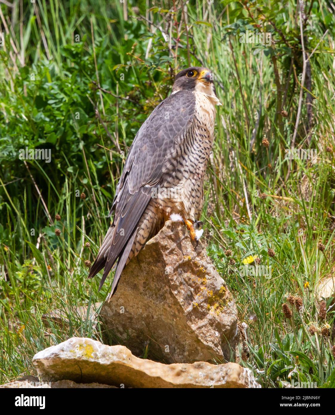 Adult male peregrine falcon hi-res stock photography and images - Alamy