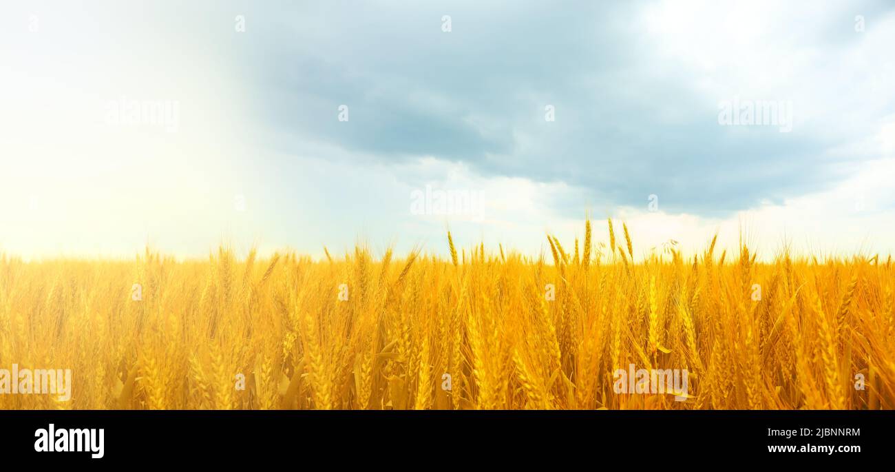 Golden wheat spikelets in field. Banner for design Stock Photo - Alamy