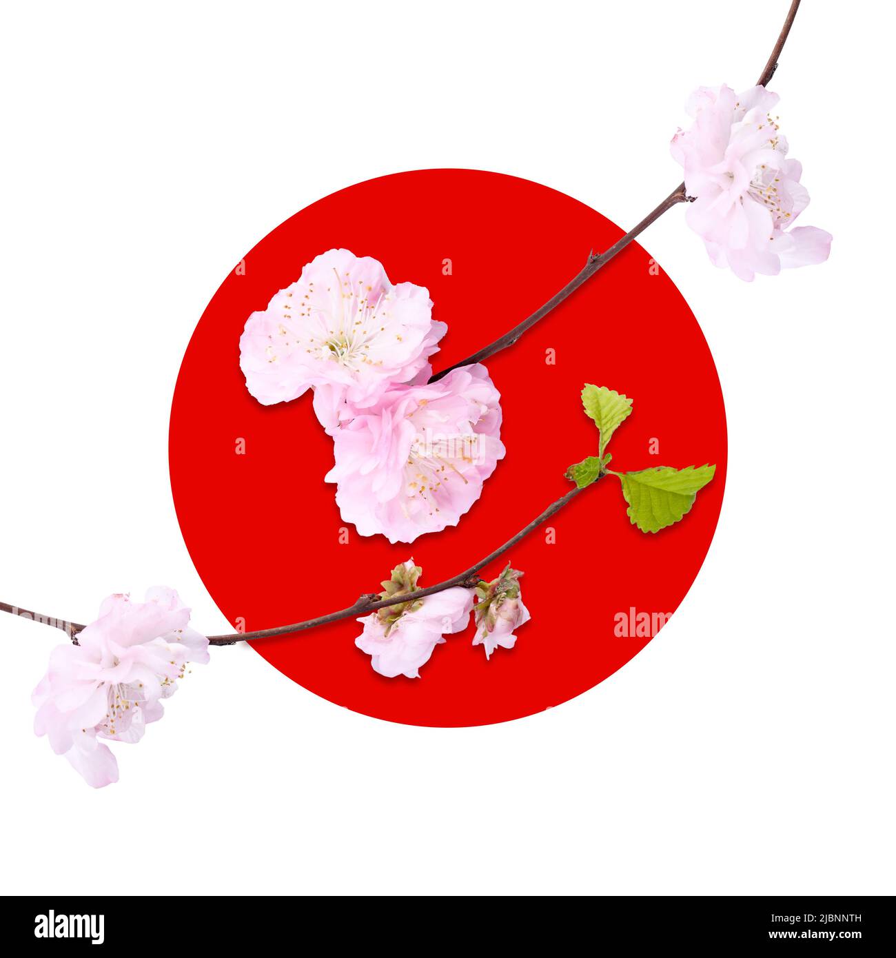 Beautiful blooming sakura branches against flag of Japan Stock Photo ...
