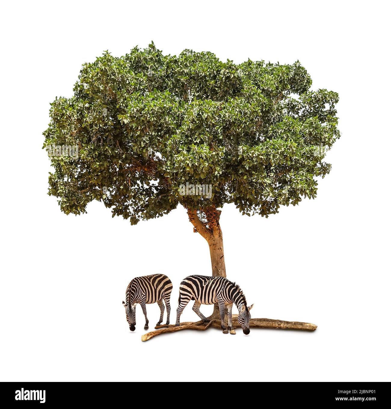 Beautiful zebras and big tree isolated on white Stock Photo - Alamy