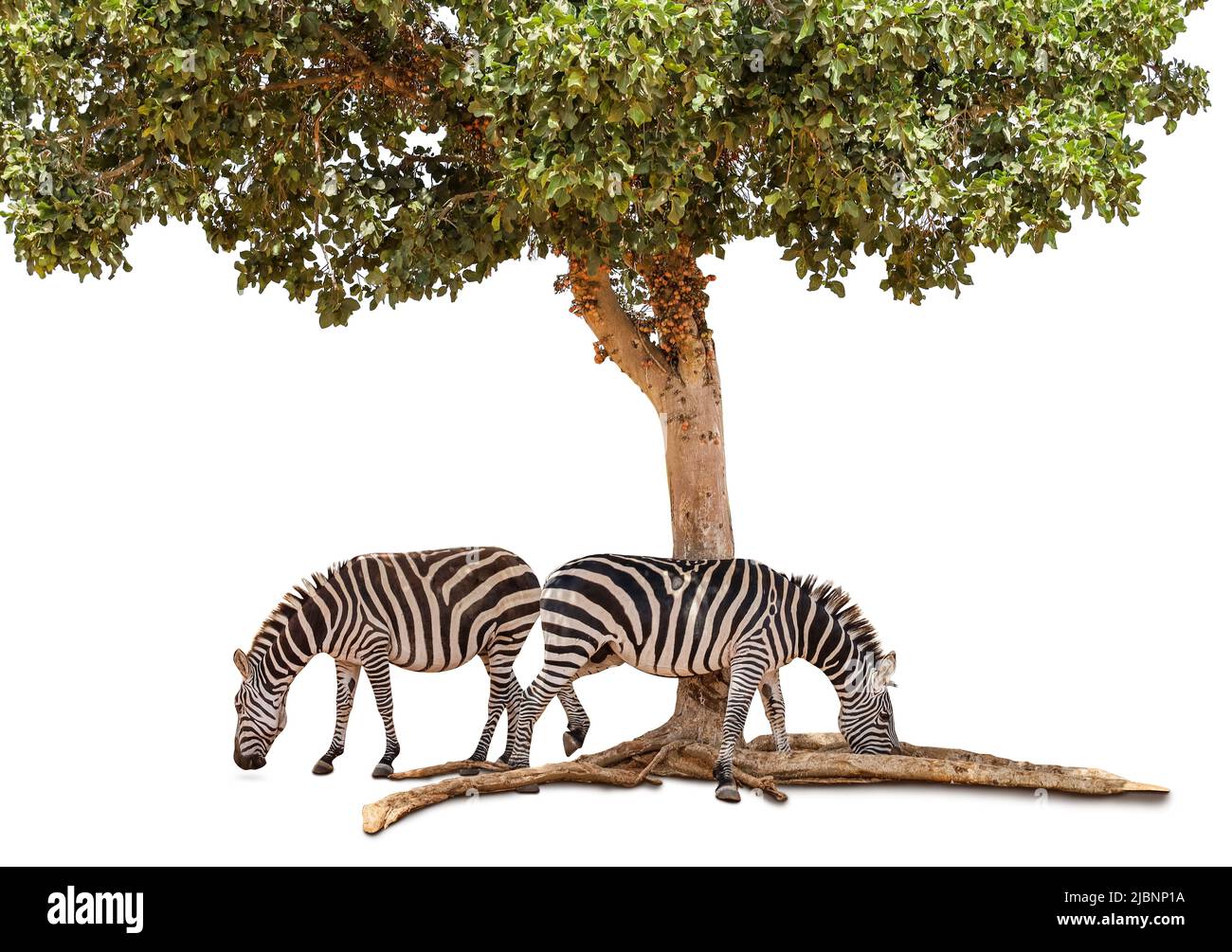Beautiful zebras and green tree isolated on white Stock Photo - Alamy