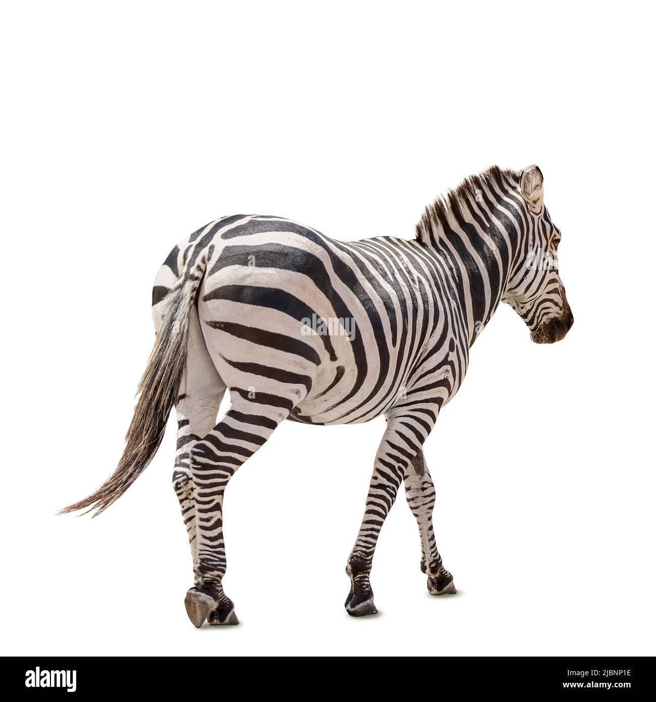 Beautiful zebra isolated on white Stock Photo - Alamy