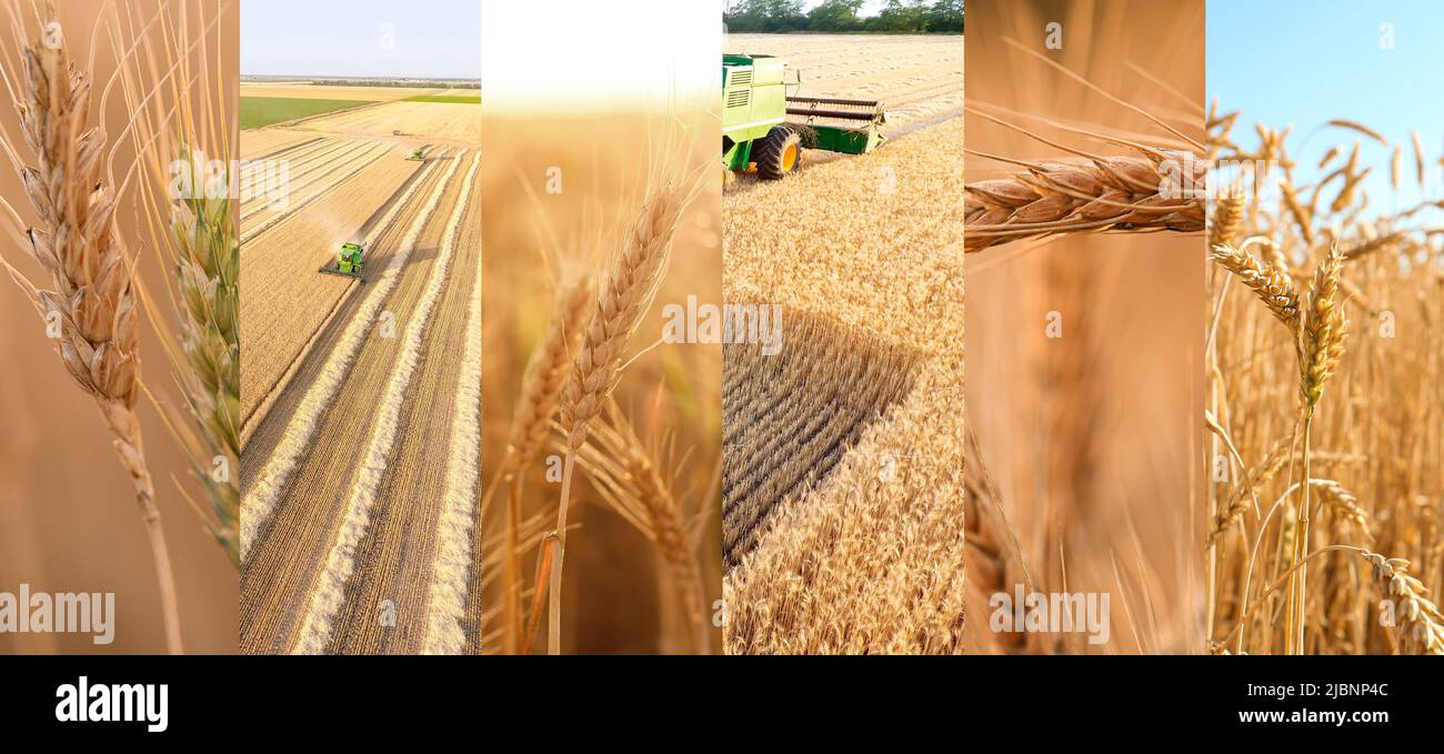 Collage with wheat field and spikelets Stock Photo - Alamy
