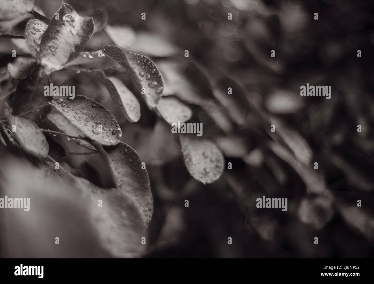 Pear Tree leaves after rainfall Stock Photo - Alamy
