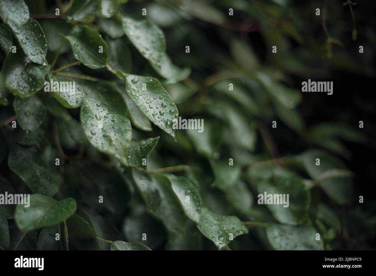 Pear Tree leaves after rainfall Stock Photo - Alamy