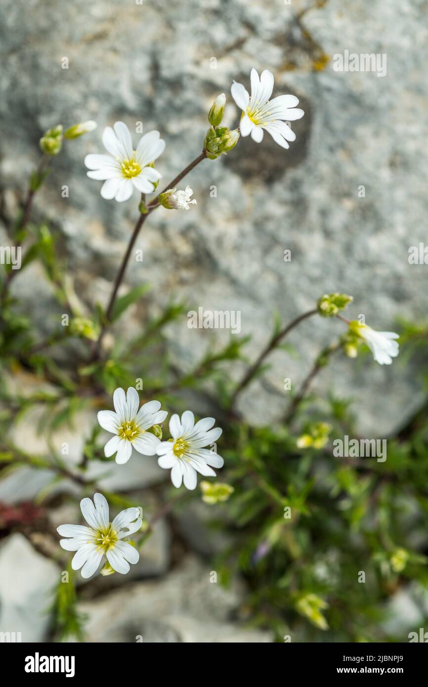 Cerastium arvense is a species of flowering plant in the pink family ...