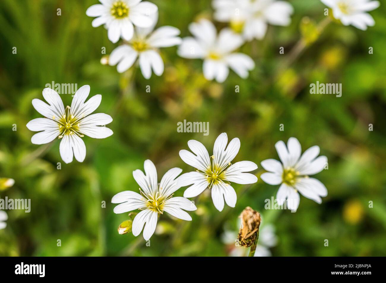 Cerastium arvense is a species of flowering plant in the pink family ...
