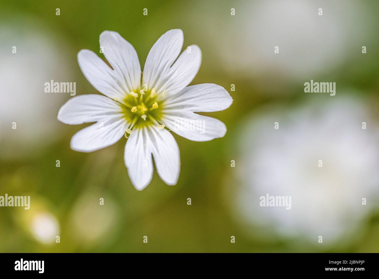 Cerastium arvense is a species of flowering plant in the pink family ...