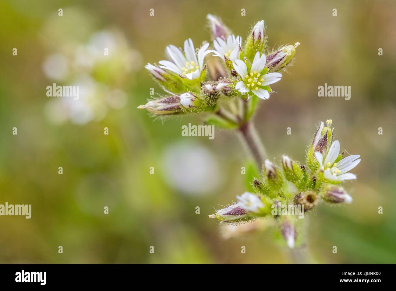 Cerastium glomeratum is a species of flowering plant known by the ...